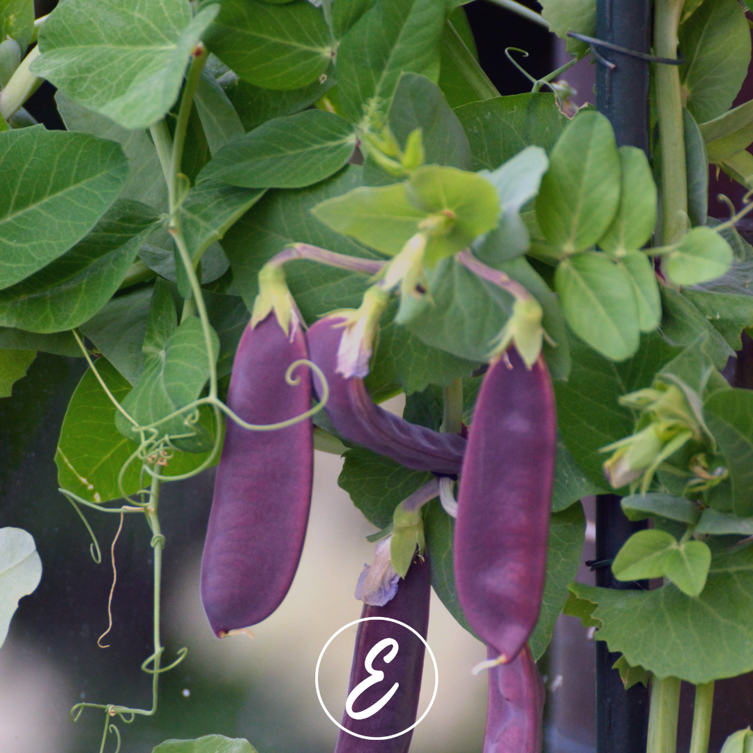 Why Do My Snow Peas Keep Dying in Winter?